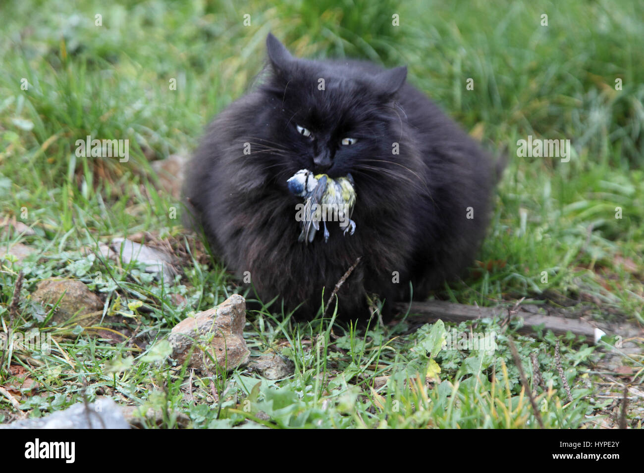 France,Black cat "Maine Coon" eating a bird (tit Stock Photo - Alamy