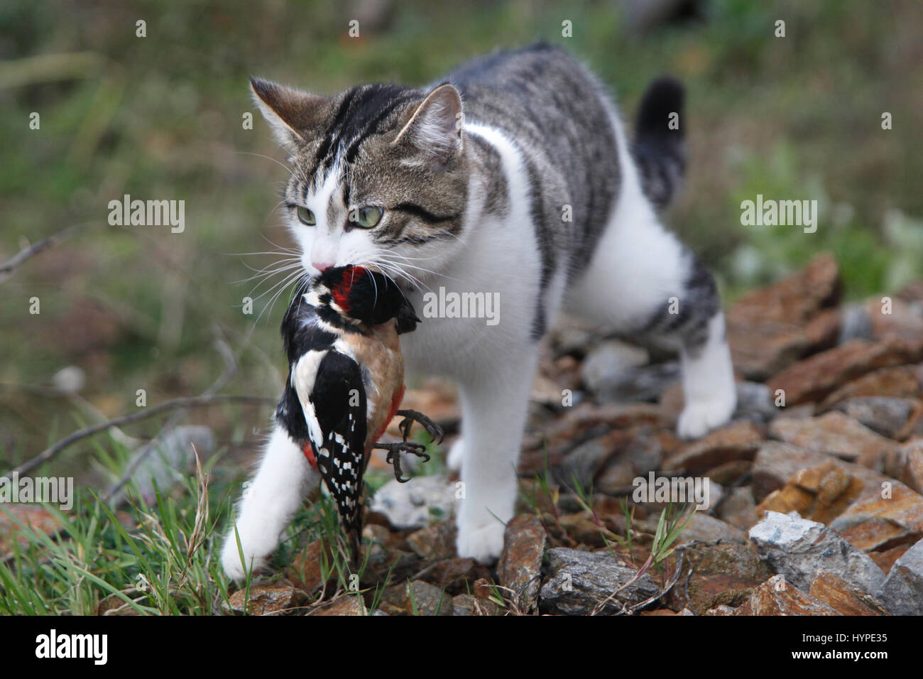 France,Young tabby-cat hunting and killing a great spotted woodpecker ...
