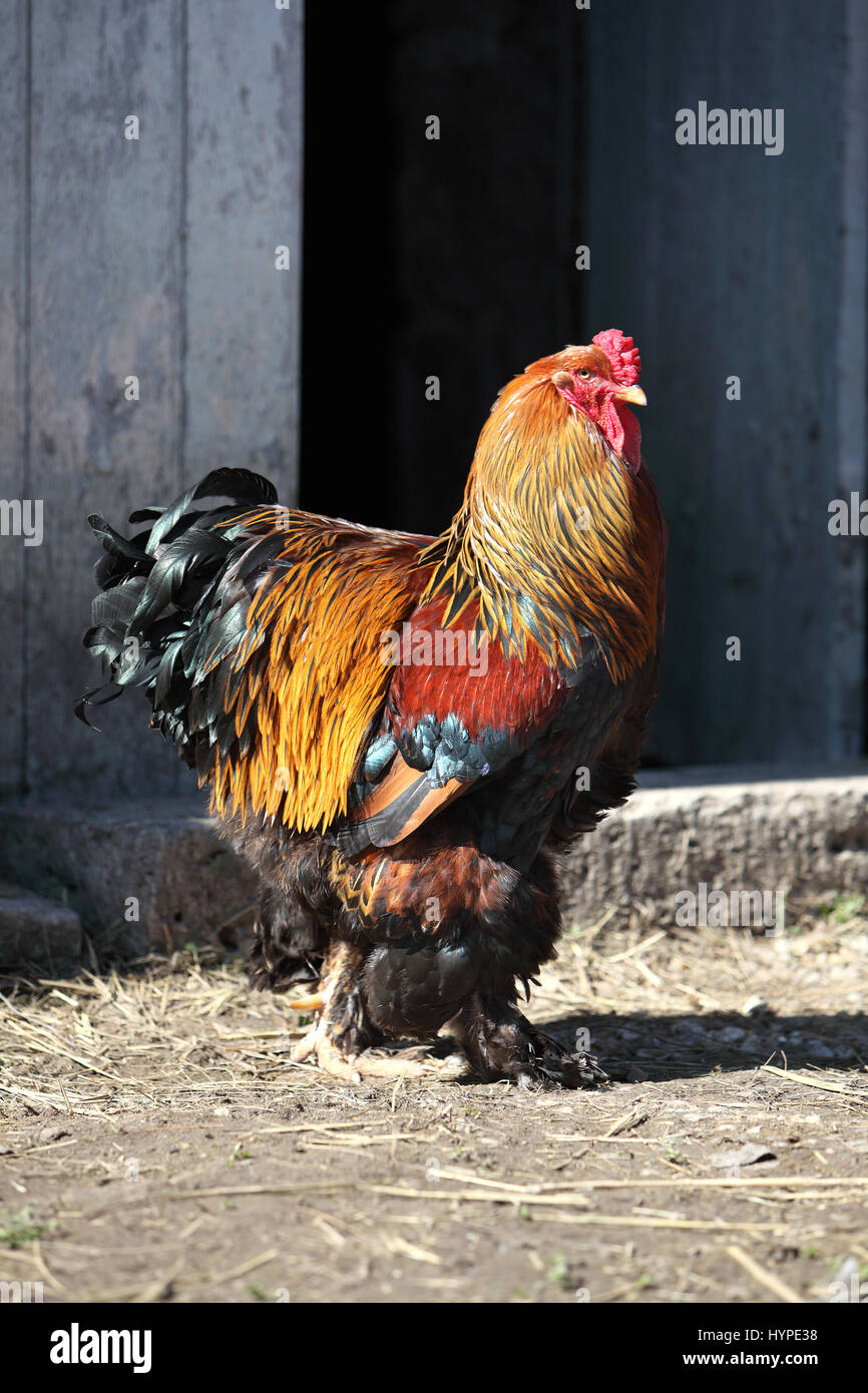 France, golden Gallic cockerel "Booted Bantam" with large feathers in a ...
