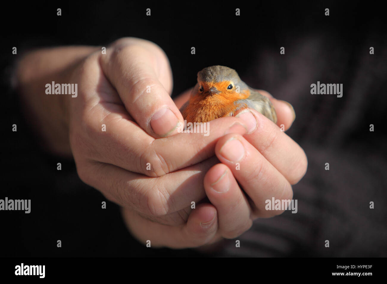 France,Robin in the palm of the hand Stock Photo - Alamy