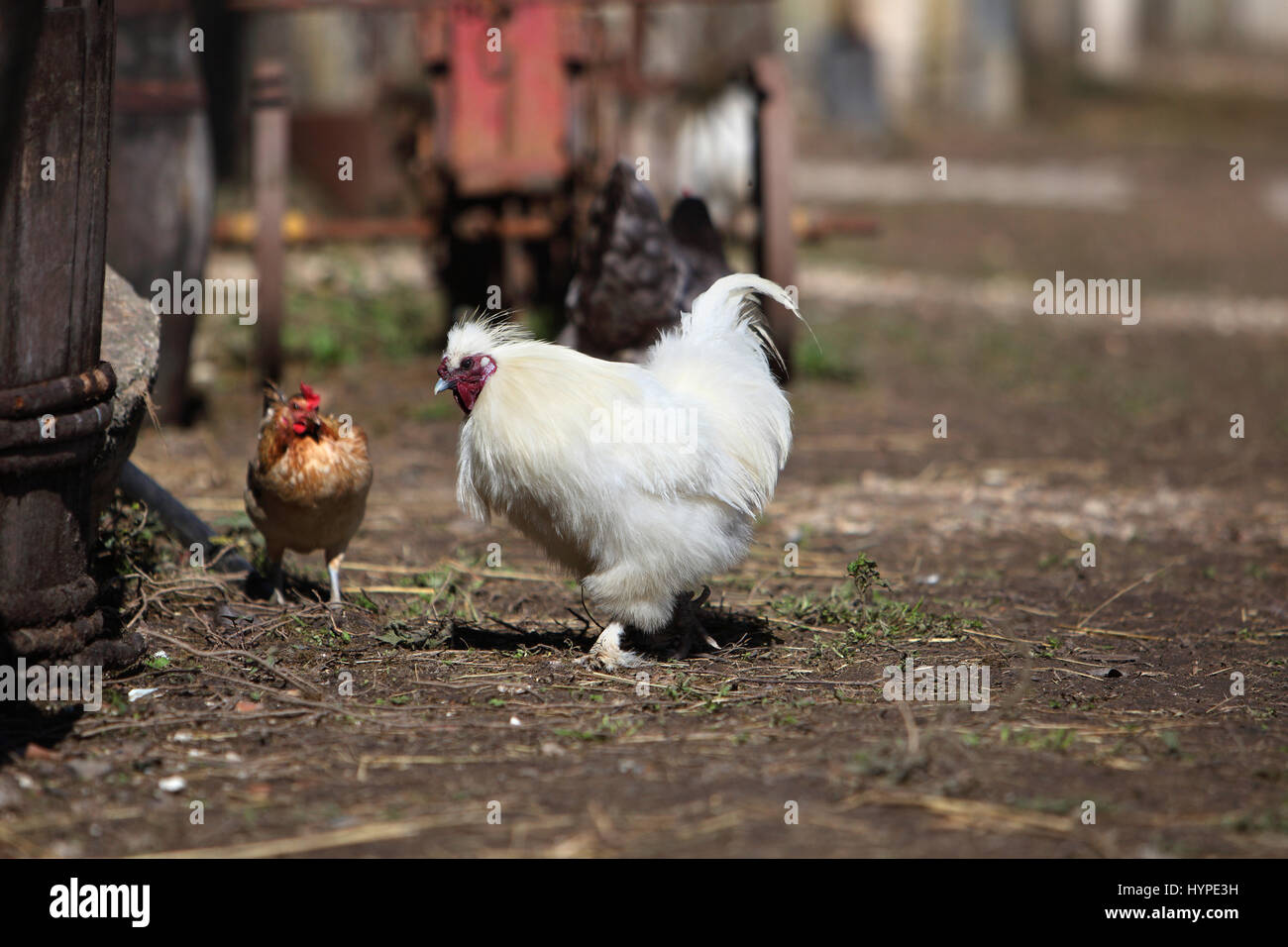 France,White hen "Booted Bantam" in a farmyard Stock Photo - Alamy