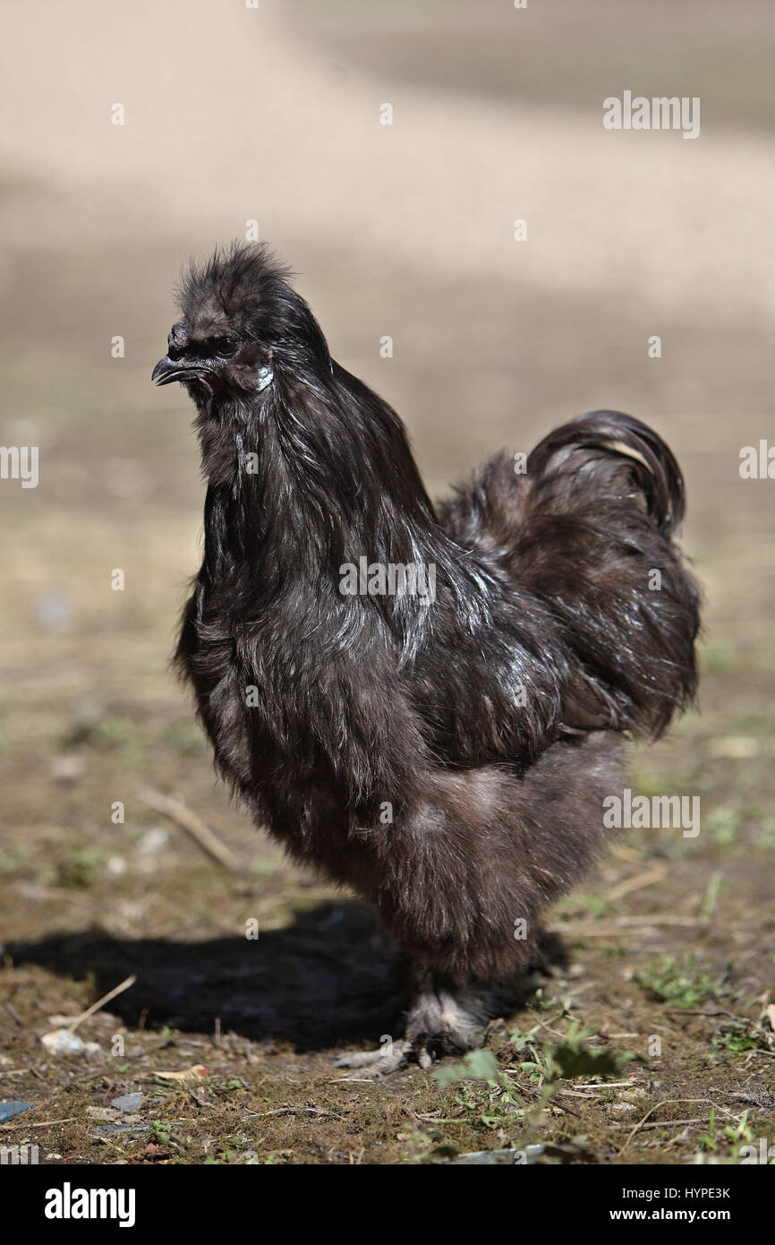 France,Black hen "Booted Bantam" in a farmyard Stock Photo - Alamy