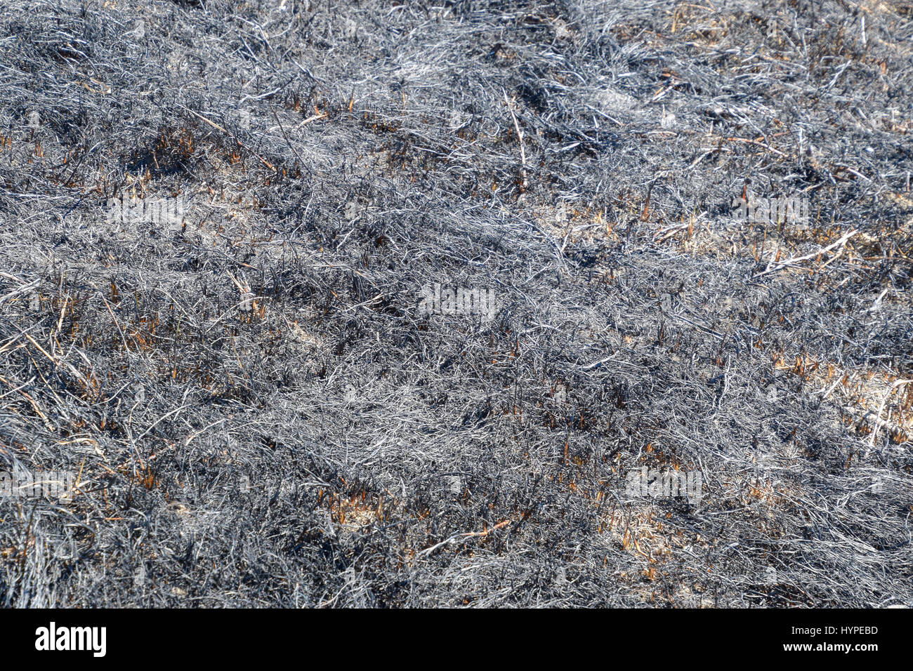Smoke ashes after forest fire hi-res stock photography and images - Alamy