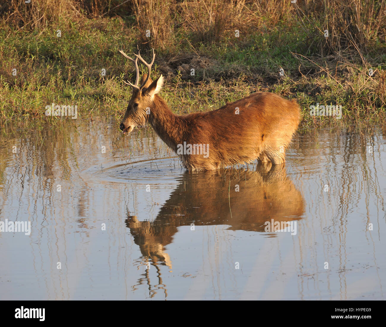 India, Kanha National Park, barasingha or swamp deer, a deer species ...