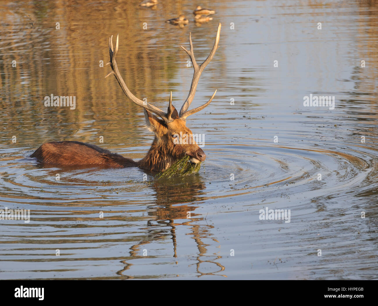 India, Kanha National Park, barasingha or swamp deer, deer species from ...