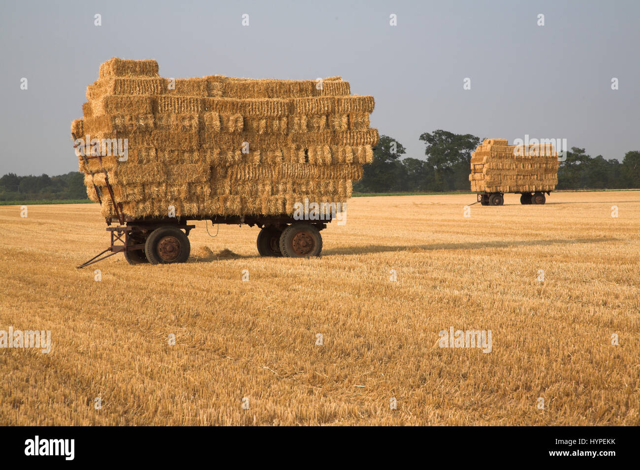 Trailers loaded with straw stubble bales stand in field, Eyke, Suffolk ...