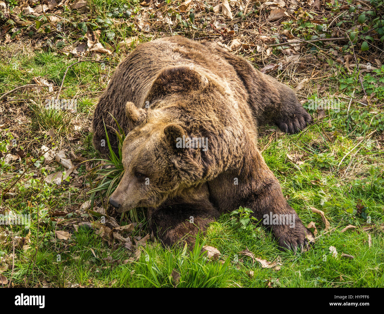 A european brown bear with distinctive hump due to muscles for digging ...