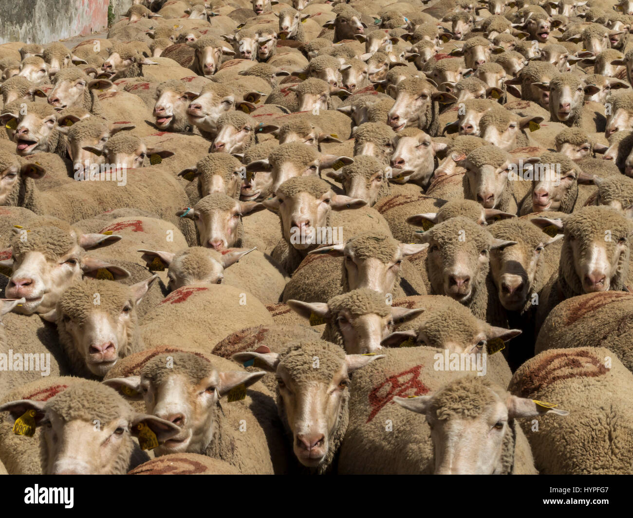 Vertebras High Resolution Stock Photography and Images - Alamy