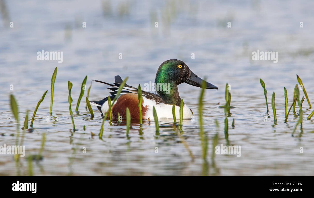 Shoveller duck hi-res stock photography and images - Alamy