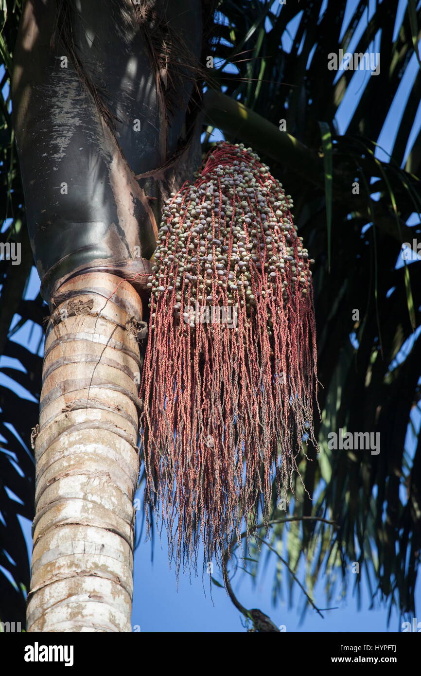 Acai palm tree hi-res stock photography and images - Alamy