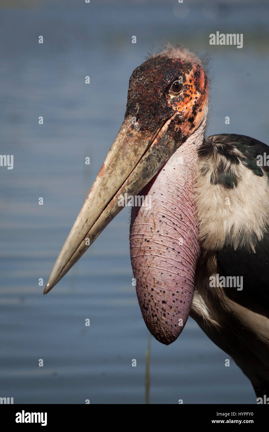 Marabout High Resolution Stock Photography and Images - Alamy