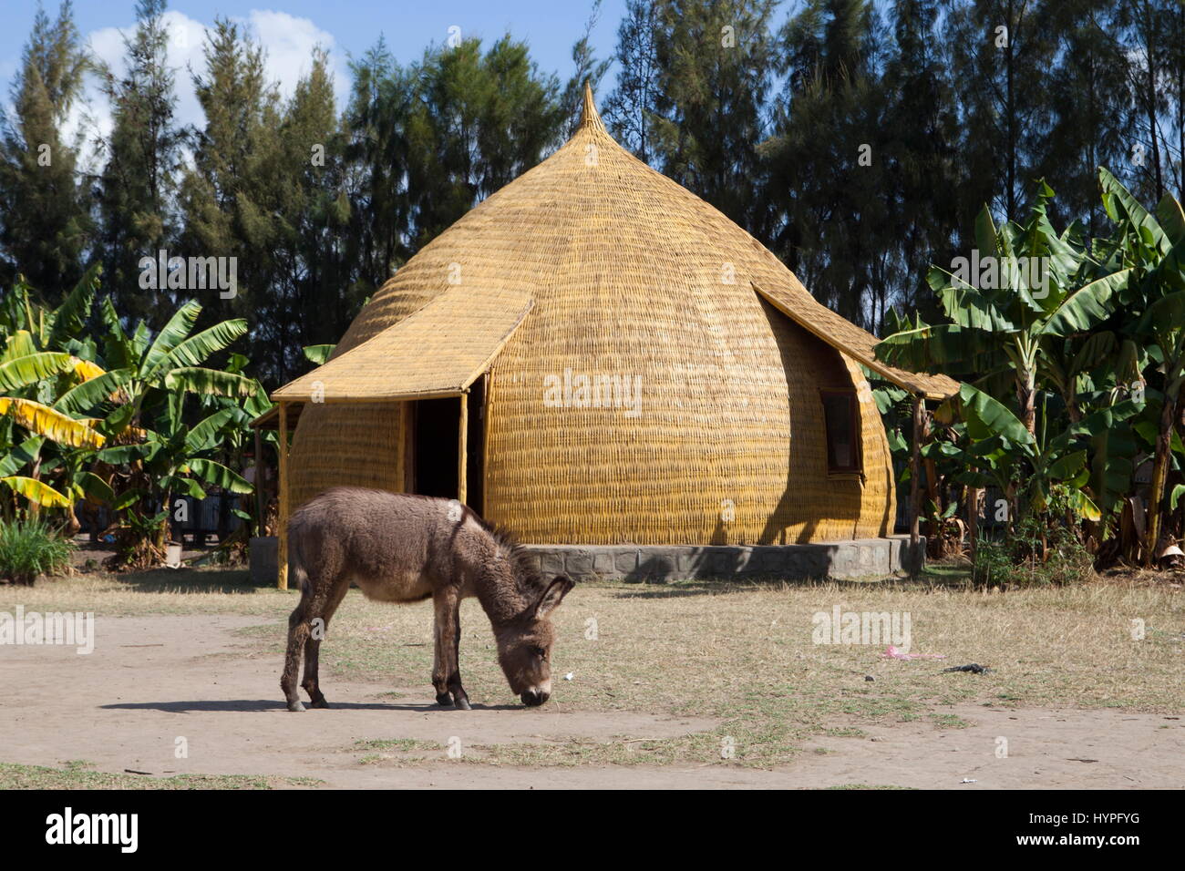 Bale Fruit High Resolution Stock Photography and Images - Alamy