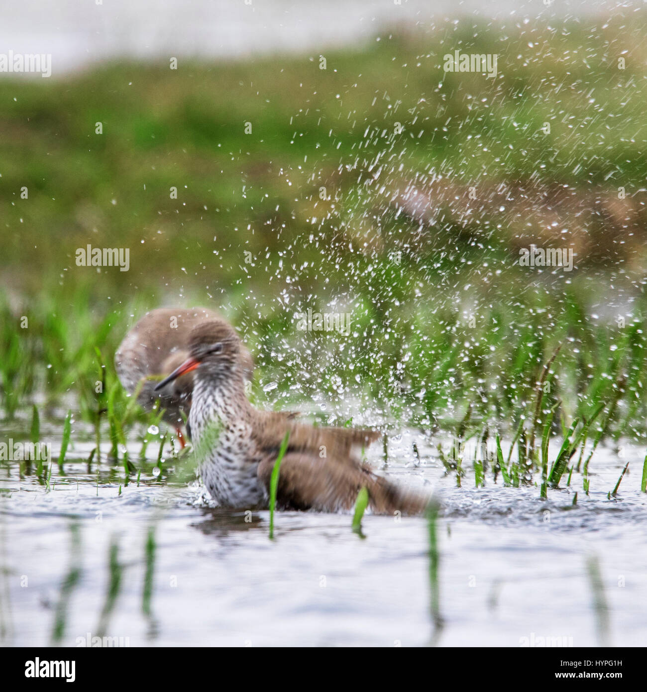 Common redshank (Tringa totanus) washing feathers in shallow water of ...