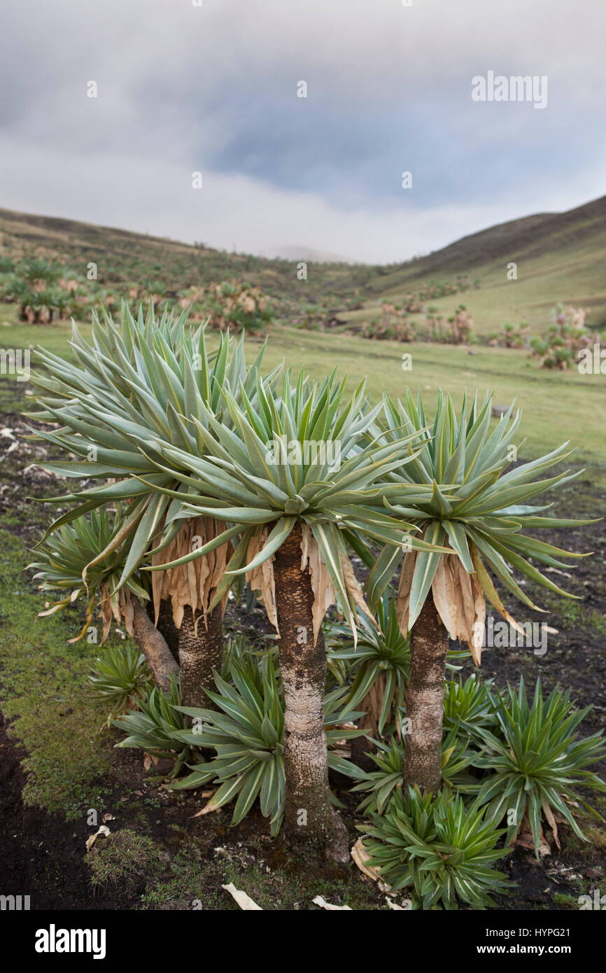 Giant lobelia lobelia deckenii hi-res stock photography and images - Alamy