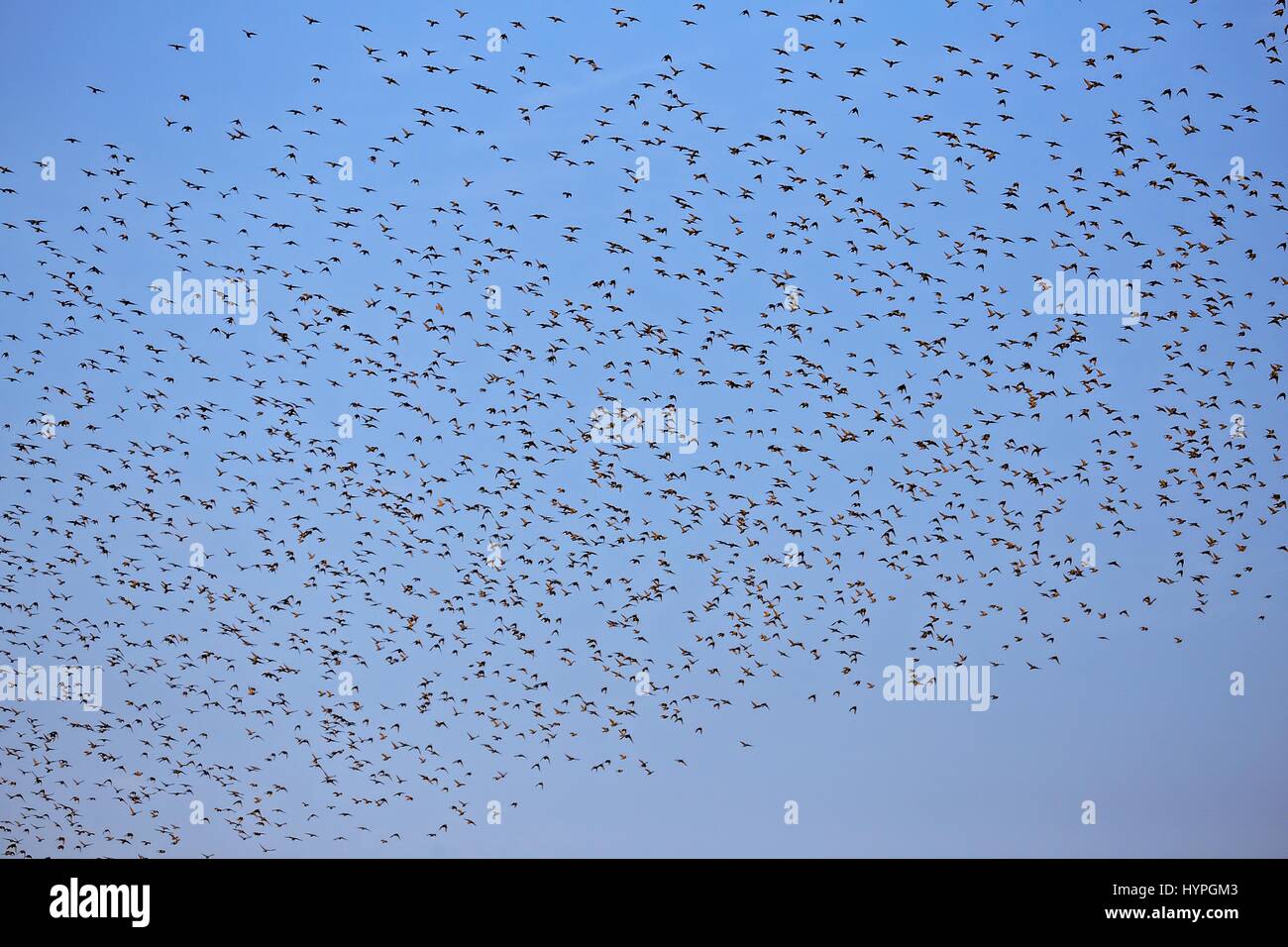 Group of starlings eat very much grapes Stock Photo - Alamy