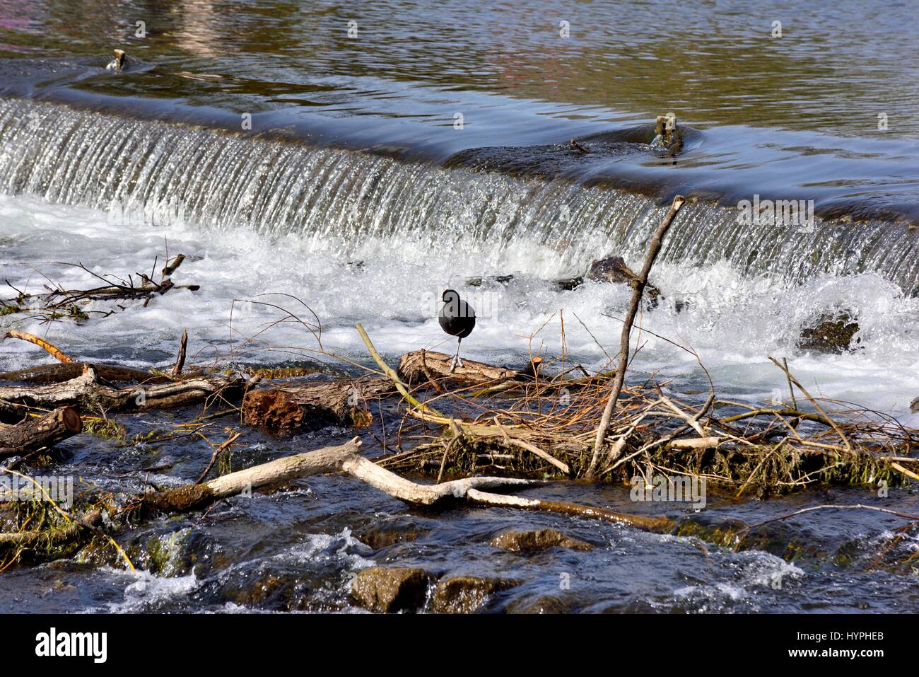 Coots running on water hi-res stock photography and images - Alamy