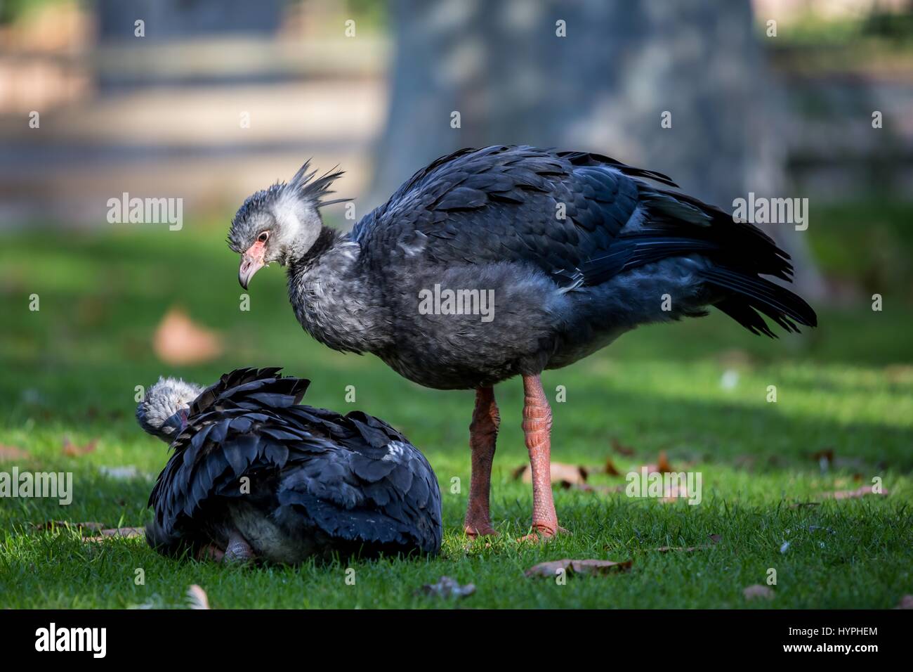 Southern screamers hi-res stock photography and images - Alamy