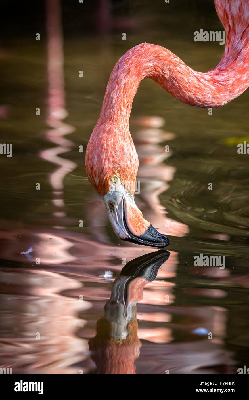 Pretty flamingo up close shot Stock Photo - Alamy