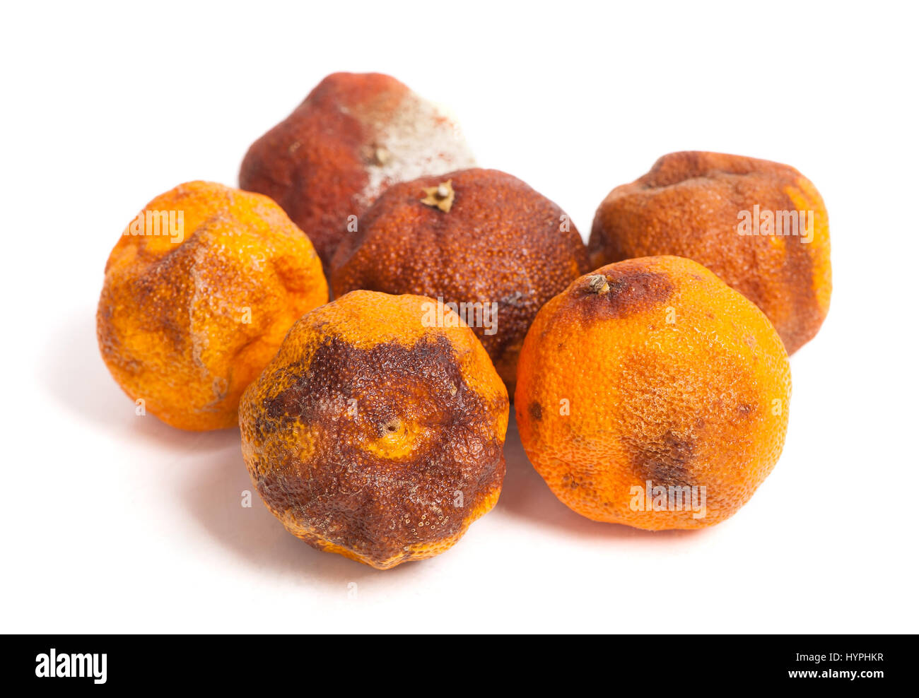 Group of rotten oranges isolated on white background Stock Photo - Alamy