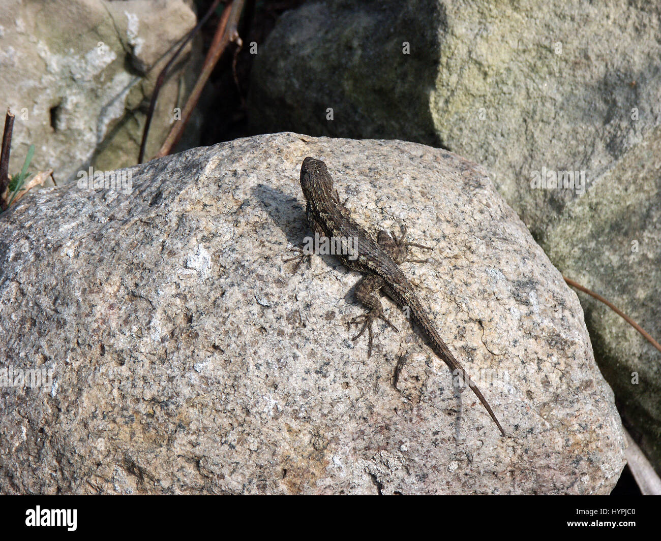 Lizard on a rock Stock Photo - Alamy