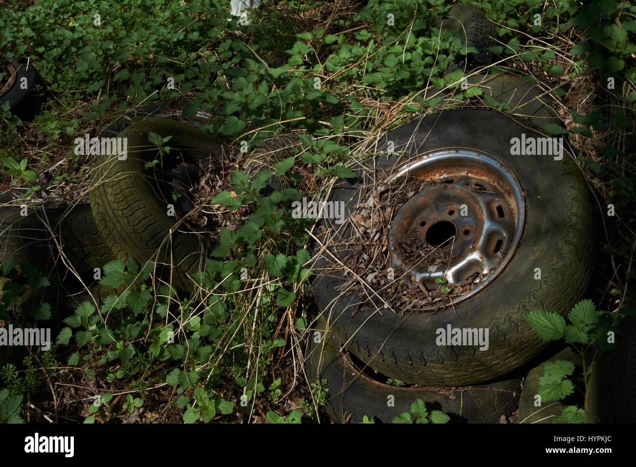 Old tyre dumped in hedgerow. UK Stock Photo - Alamy