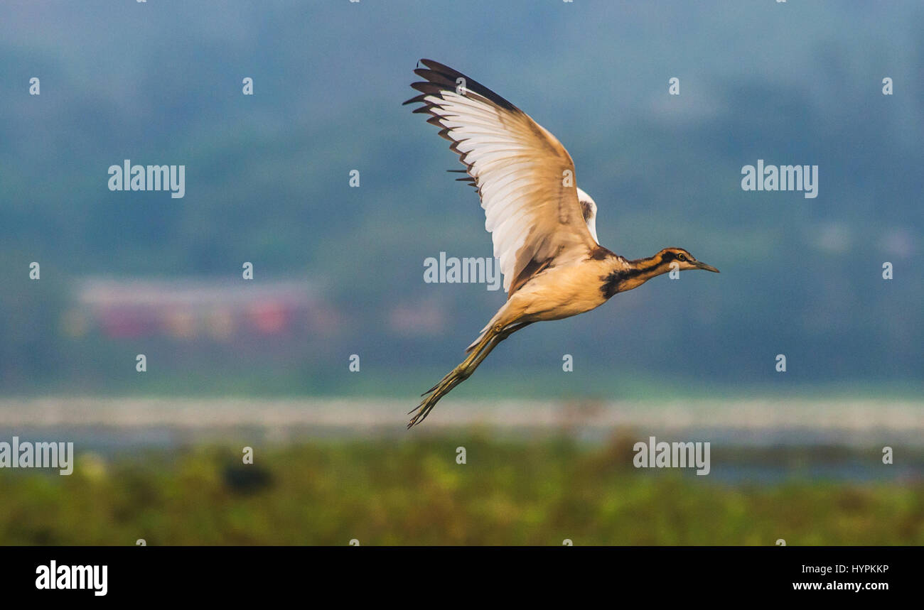 Flying Chicken Hen High Resolution Stock Photography and Images - Alamy