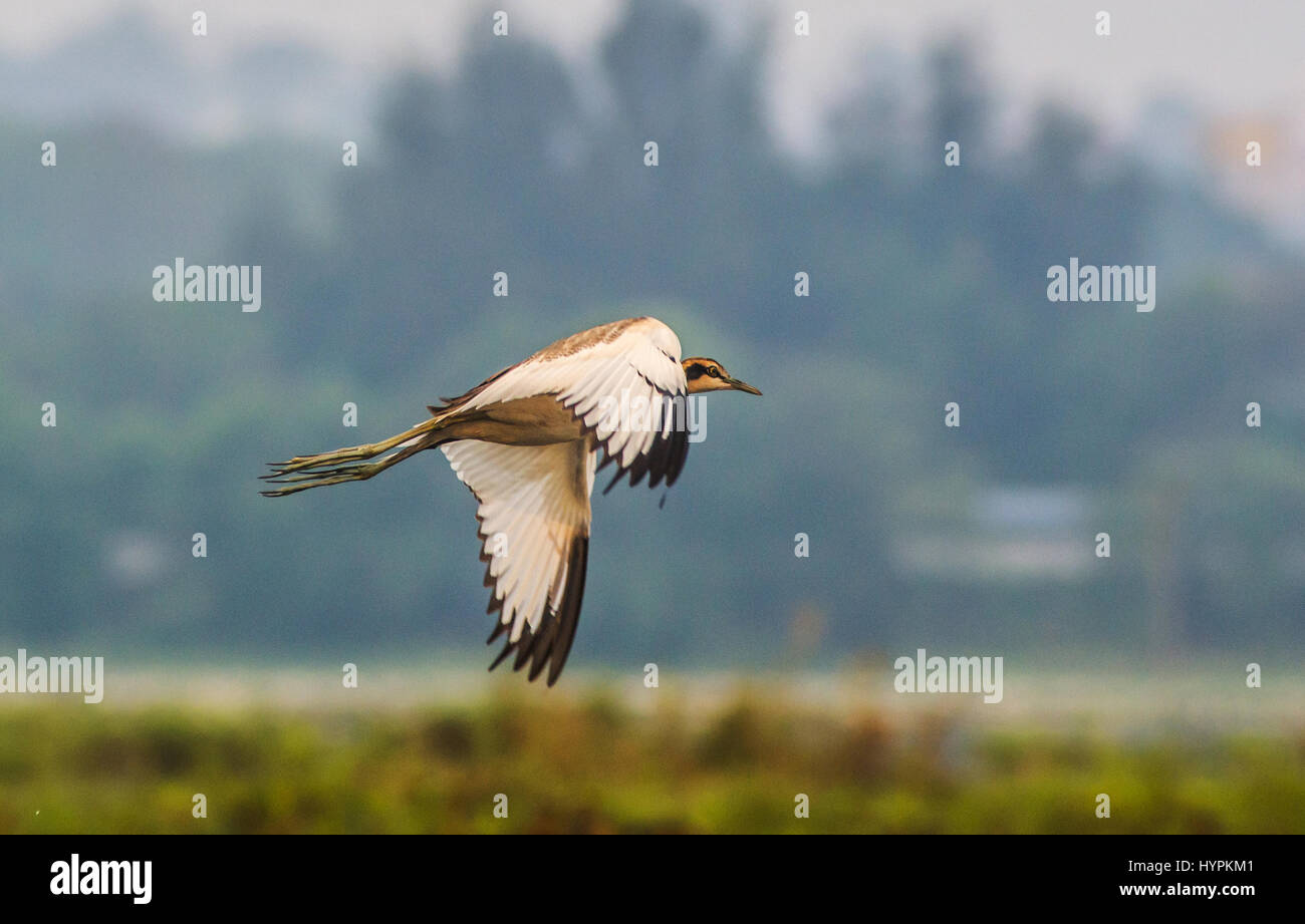 A Pheasant tailed Jacana bird flying over a paddy field looking for the ...