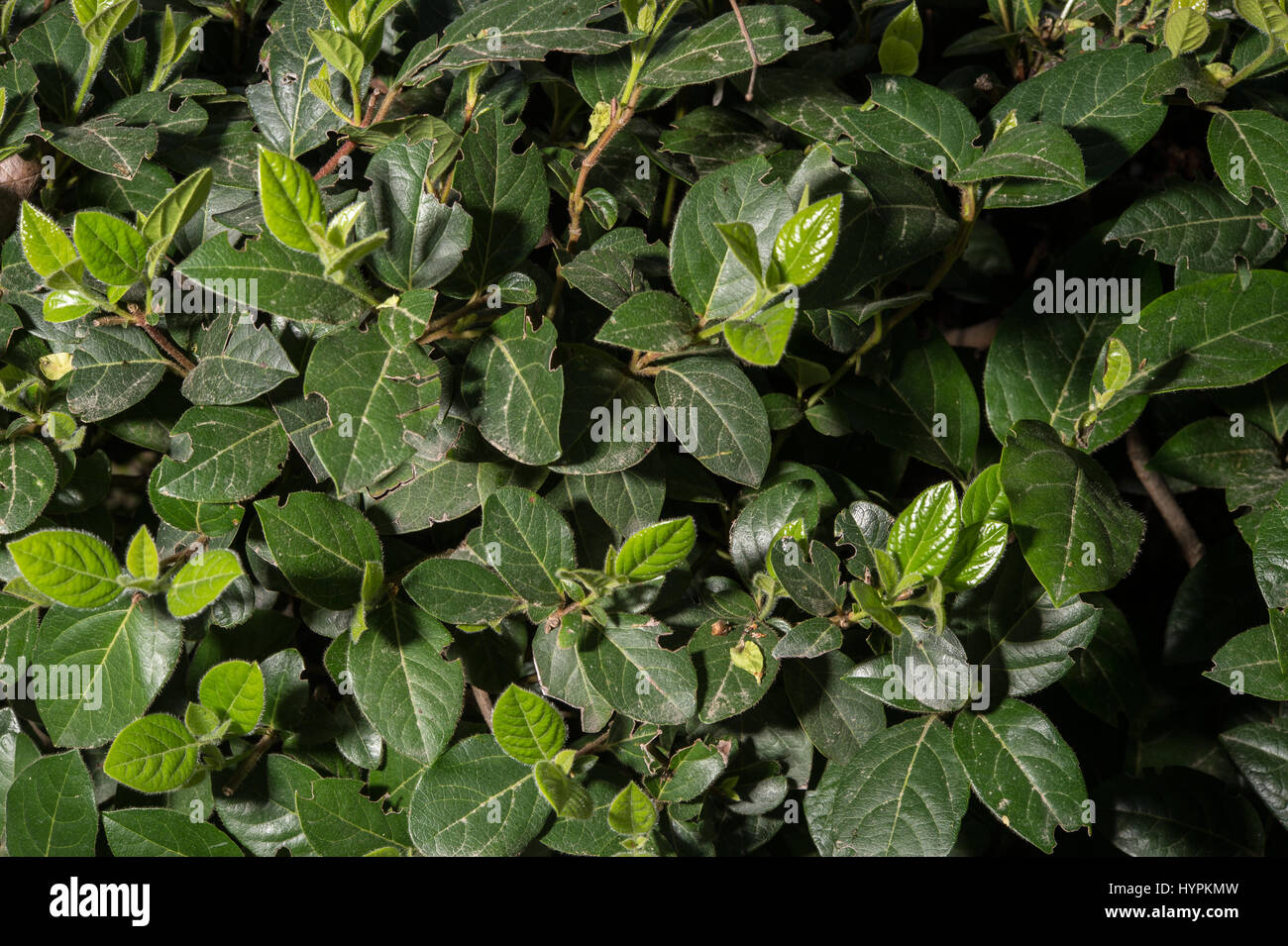 Ulmaceae High Resolution Stock Photography and Images - Alamy