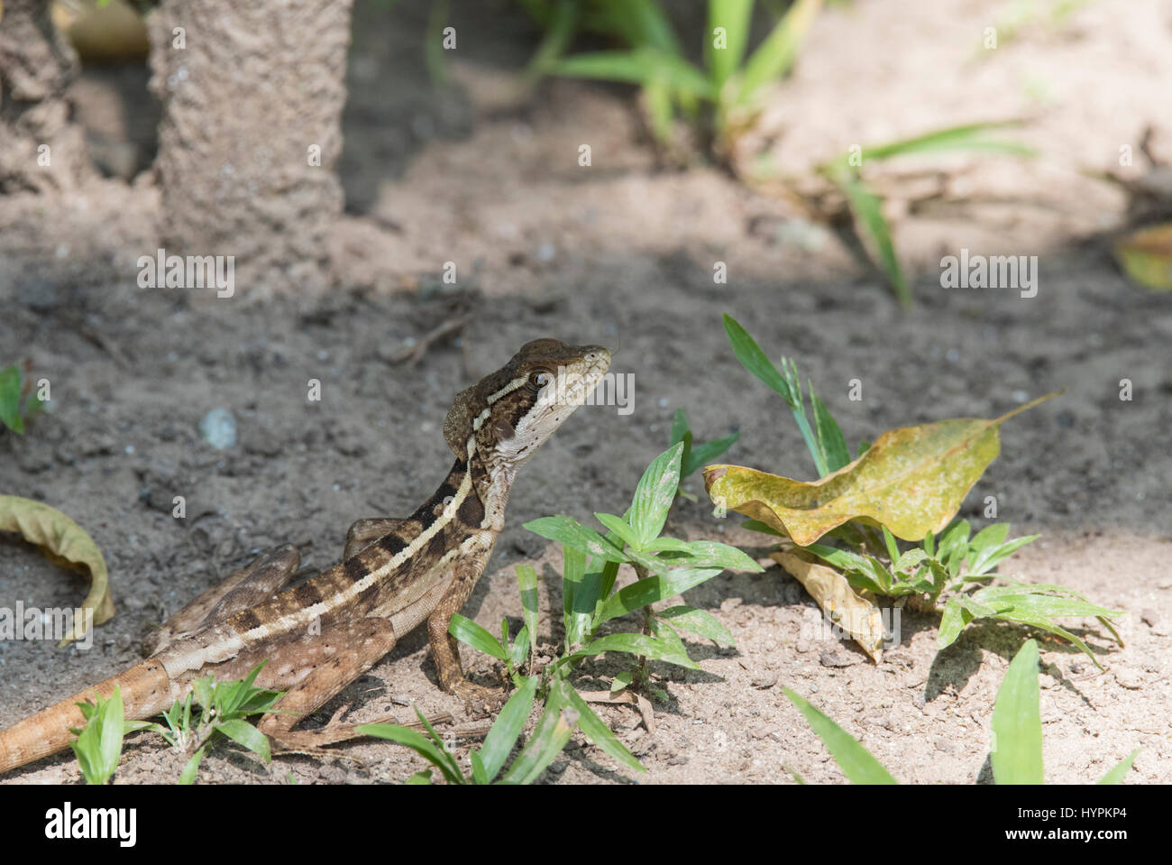 Basilisk lizard hi-res stock photography and images - Alamy