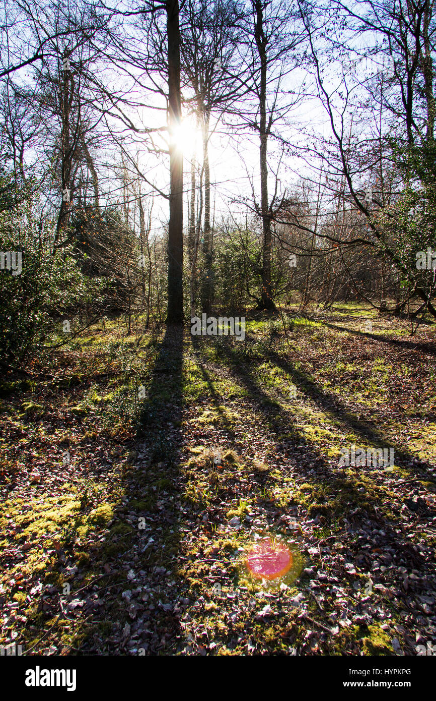Low sun through trees in english woods Stock Photo - Alamy