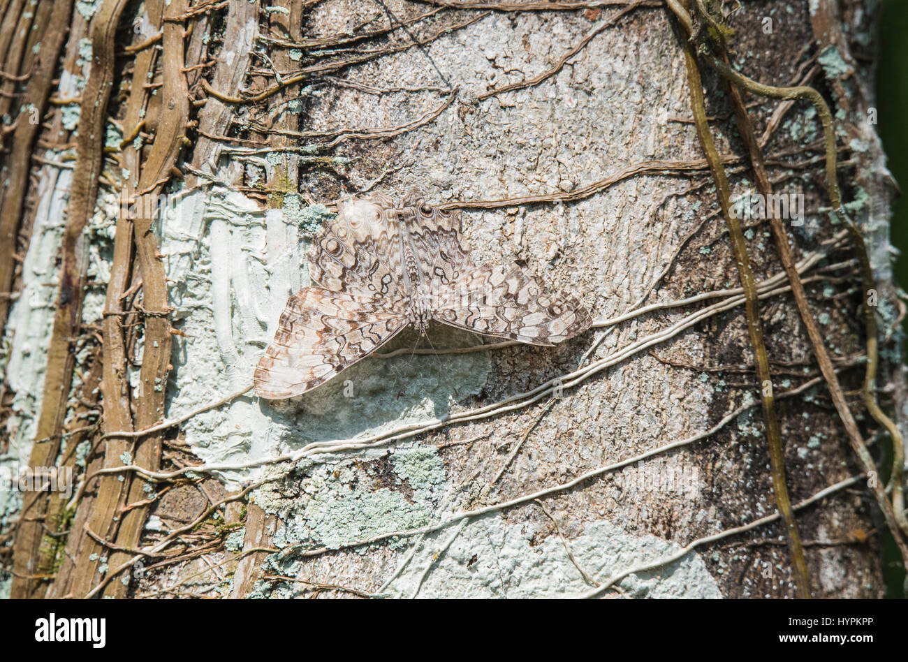 A Variable Cracker (Hamadryas feronia) on a tree trunk in Chiapas State ...
