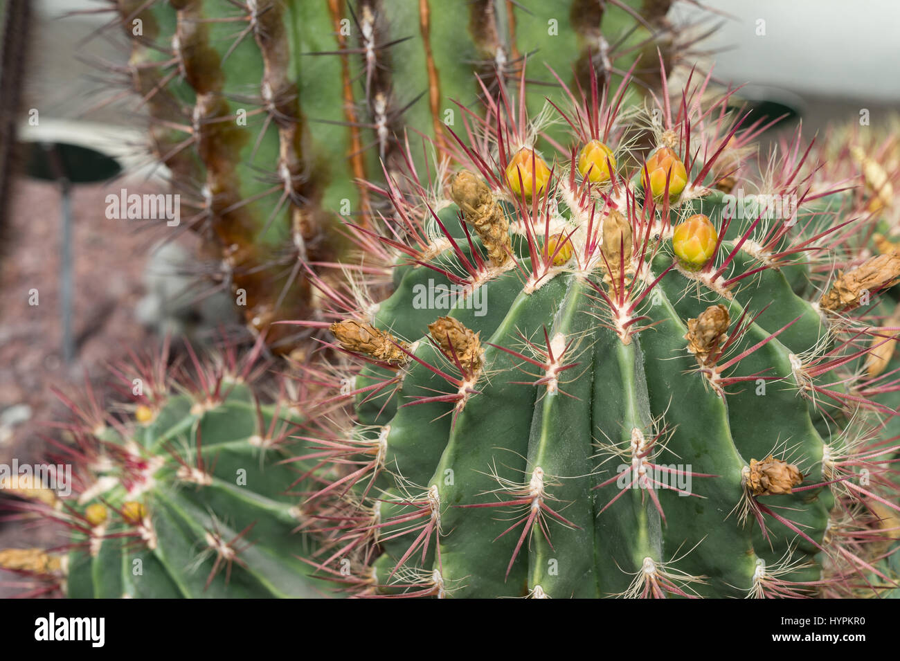 Ferocactus pilosus cactus hi-res stock photography and images - Alamy
