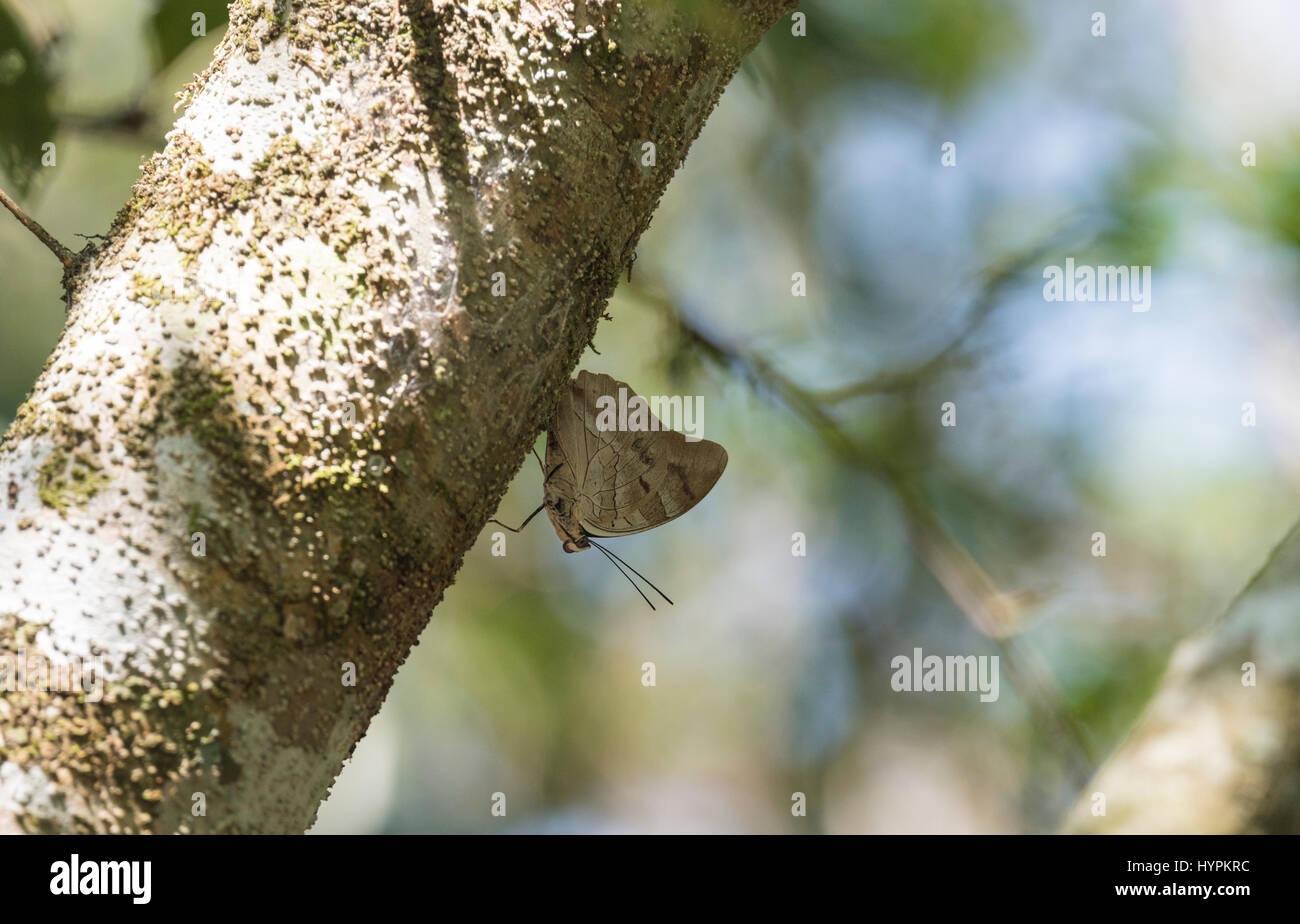 A One-Spotted Prepona (Archaeoprepona demophon) perched on a tree trunk ...