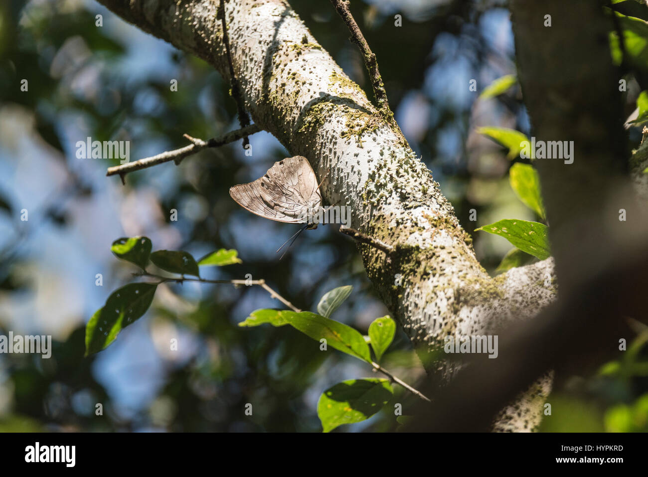 A One-Spotted Prepona (Archaeoprepona demophon) perched on a tree trunk ...