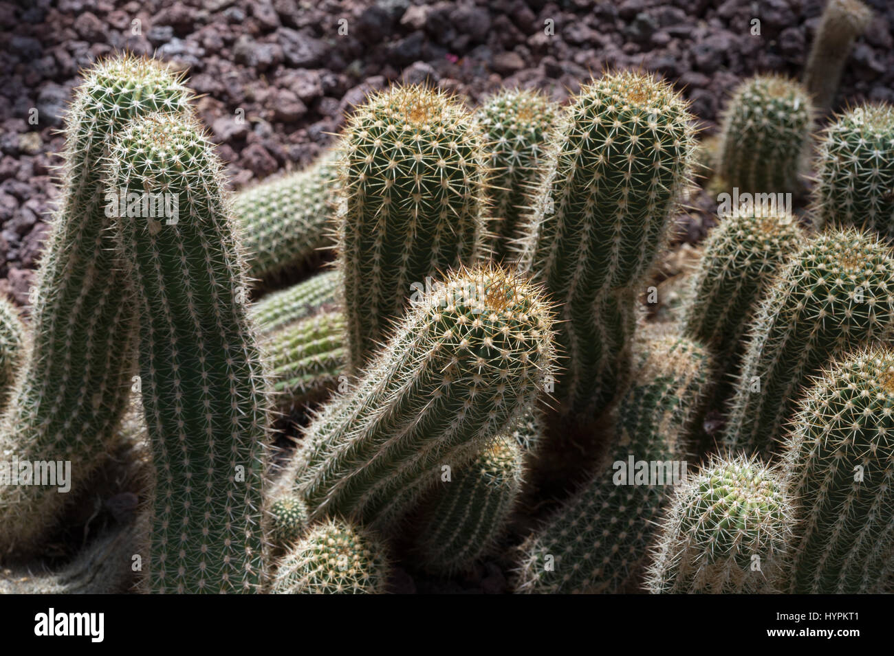 Cactus argentina hi-res stock photography and images - Alamy