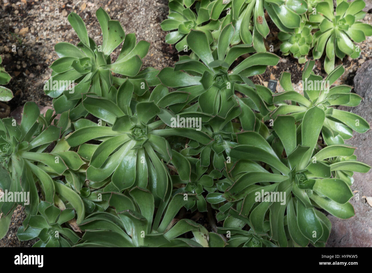 Lanzarote giant houseleek hi-res stock photography and images - Alamy