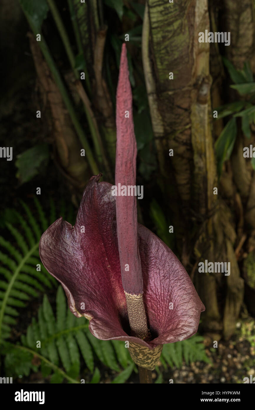 Devils Tongue High Resolution Stock Photography and Images - Alamy