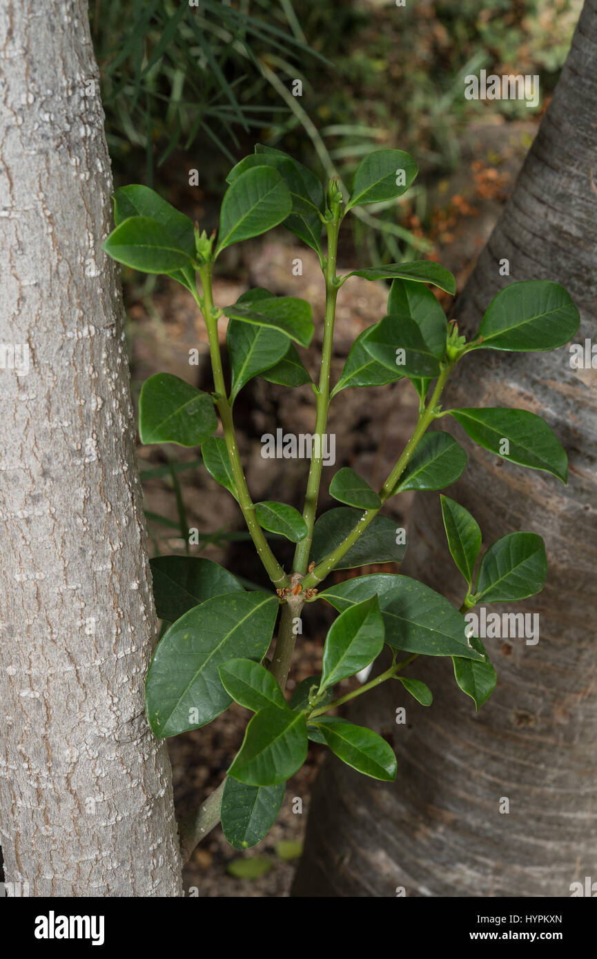 Excelsa plant hi-res stock photography and images - Alamy