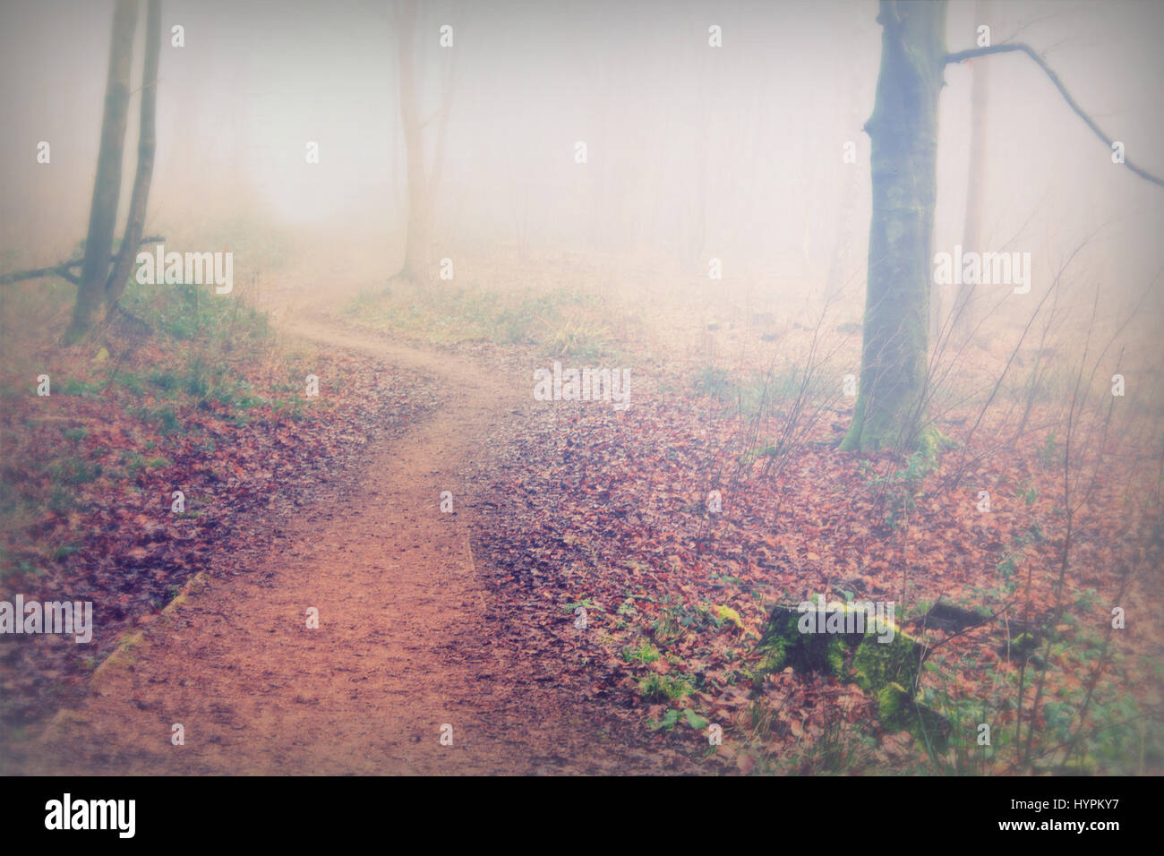 English woodland on a foggy misty January morning Stock Photo - Alamy