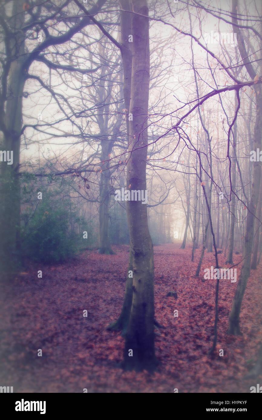 English woodland on a foggy misty January morning Stock Photo - Alamy