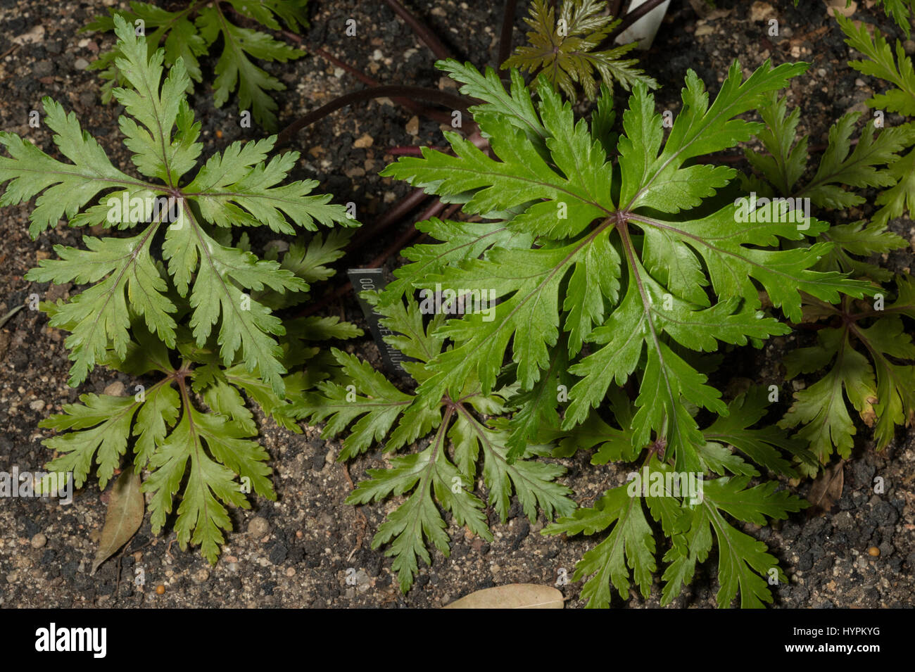 Geranium maderense, Geraniaceae, endemic of Madeira Island, Portugal ...