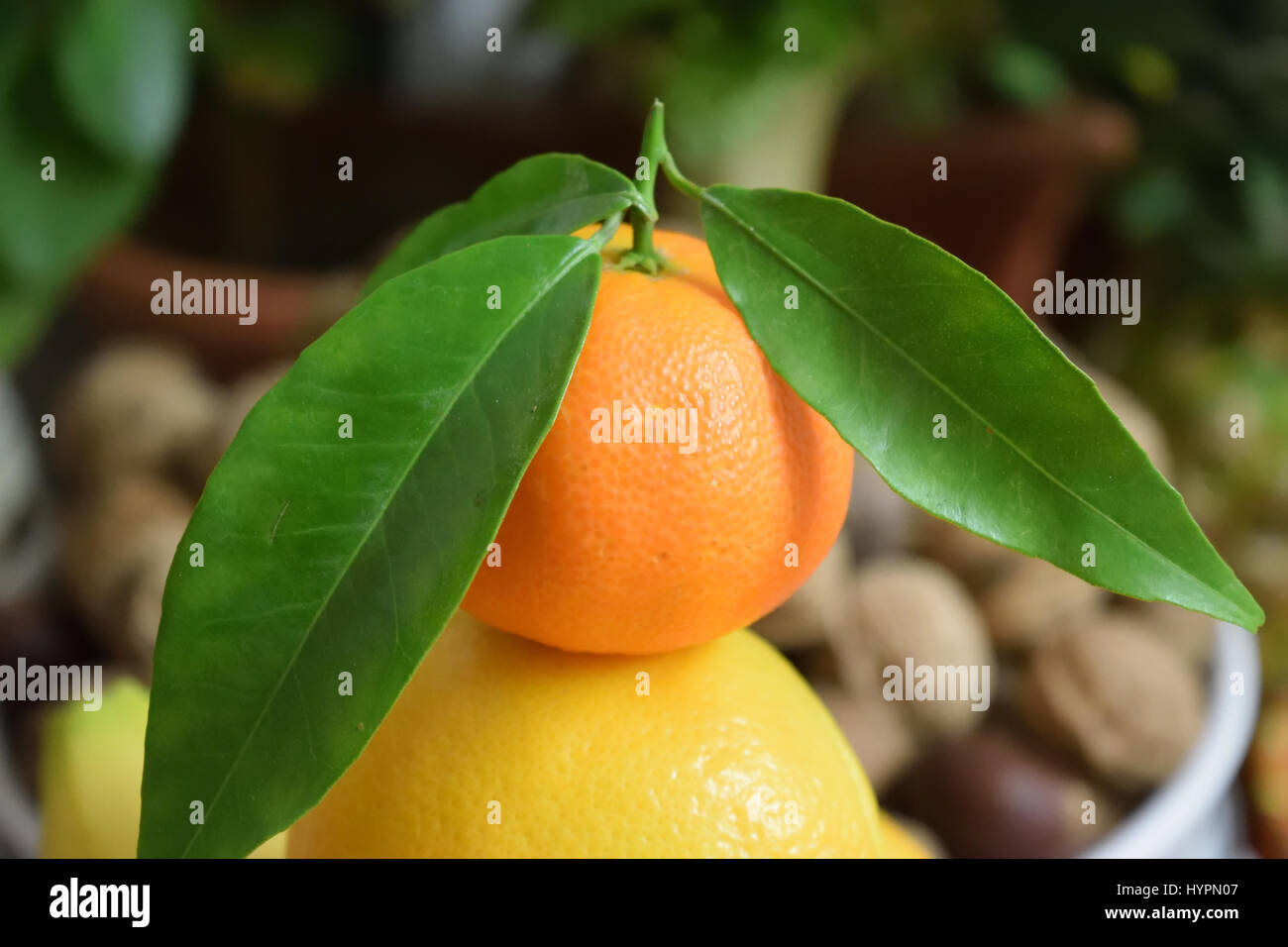 A small orange with green leaves put on top of a grapefruit Stock Photo ...