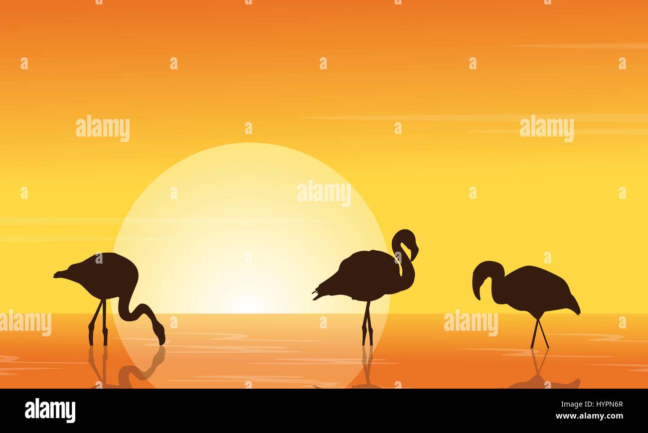 At sunset flamingo on lake scene Stock Vector Image & Art - Alamy