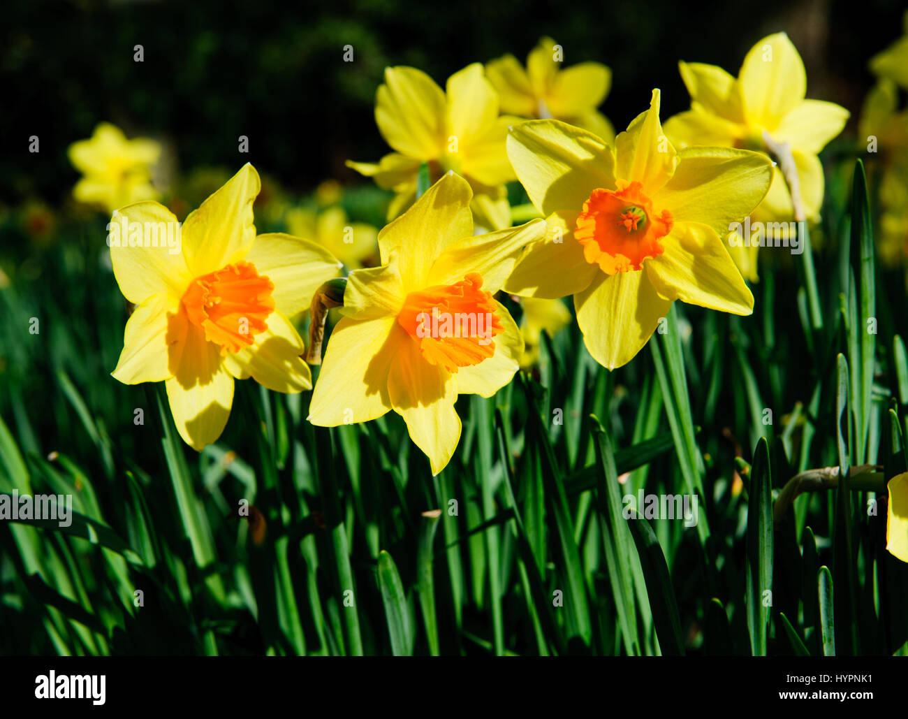 Wallpaper narcissus hi-res stock photography and images - Alamy