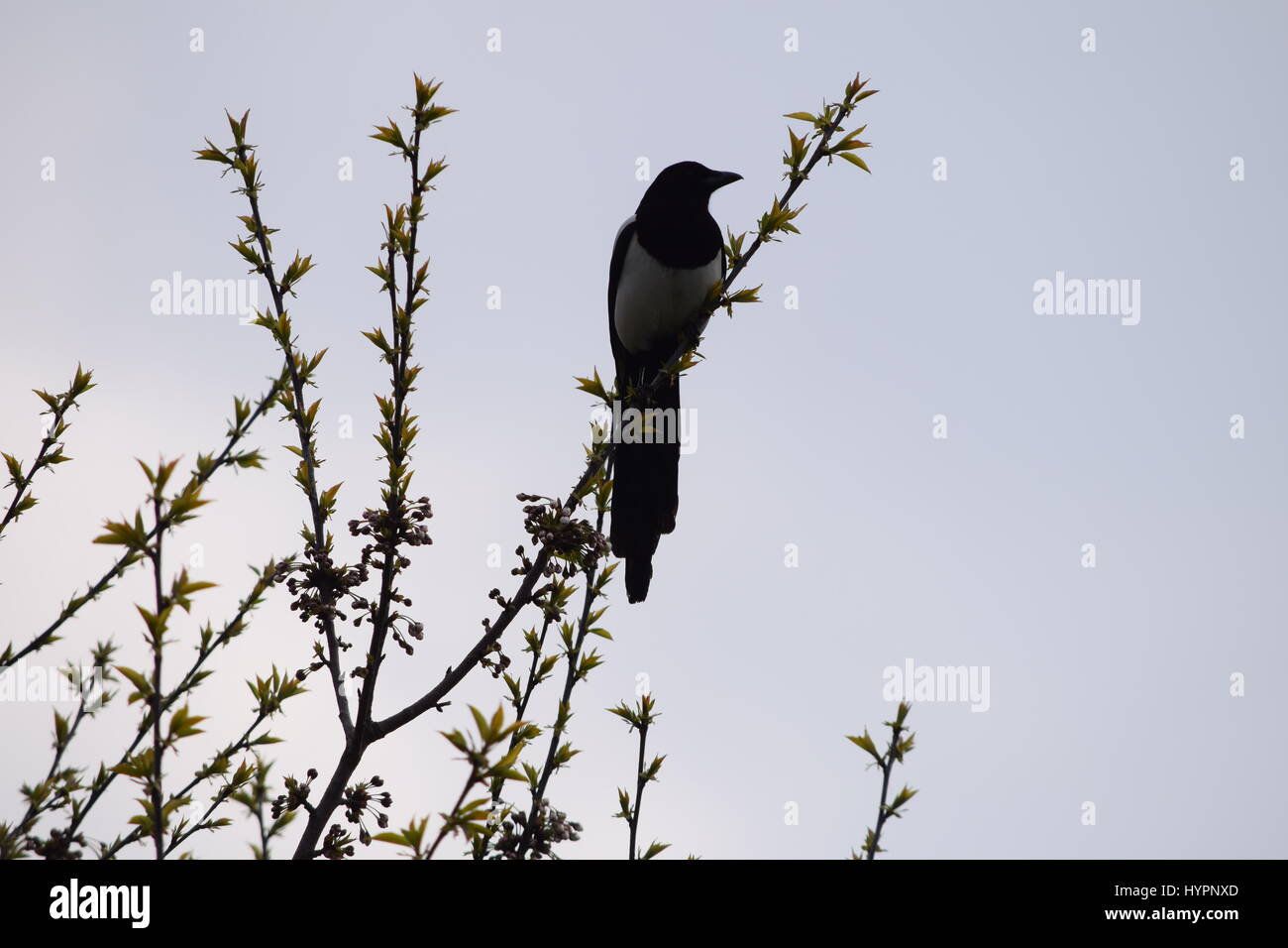 bright eyes - rabbit in the grass Stock Photo - Alamy