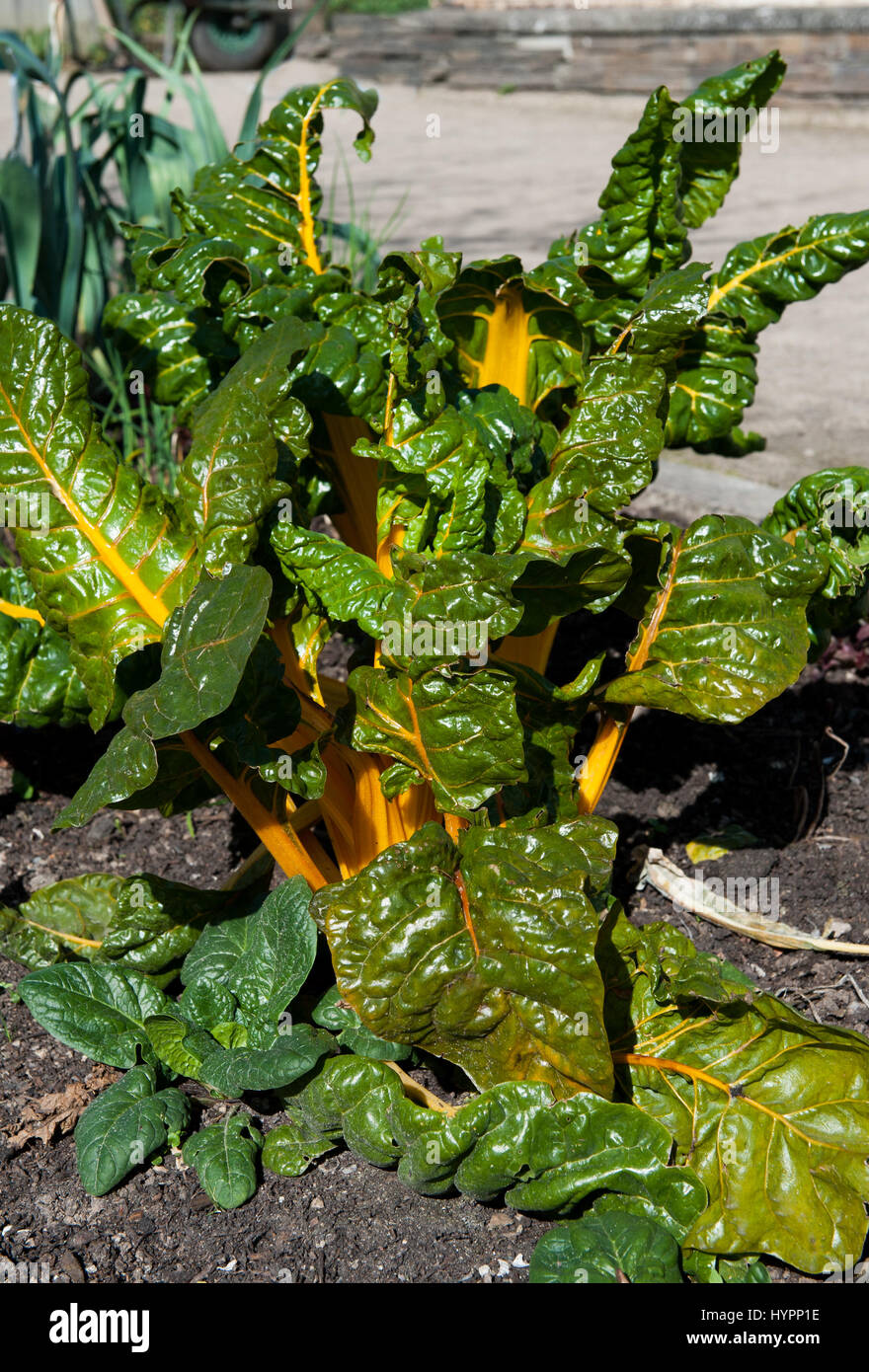 Chard "Canary Yellow". Yellow stemmed cultivar. A leafy green vegetable ...