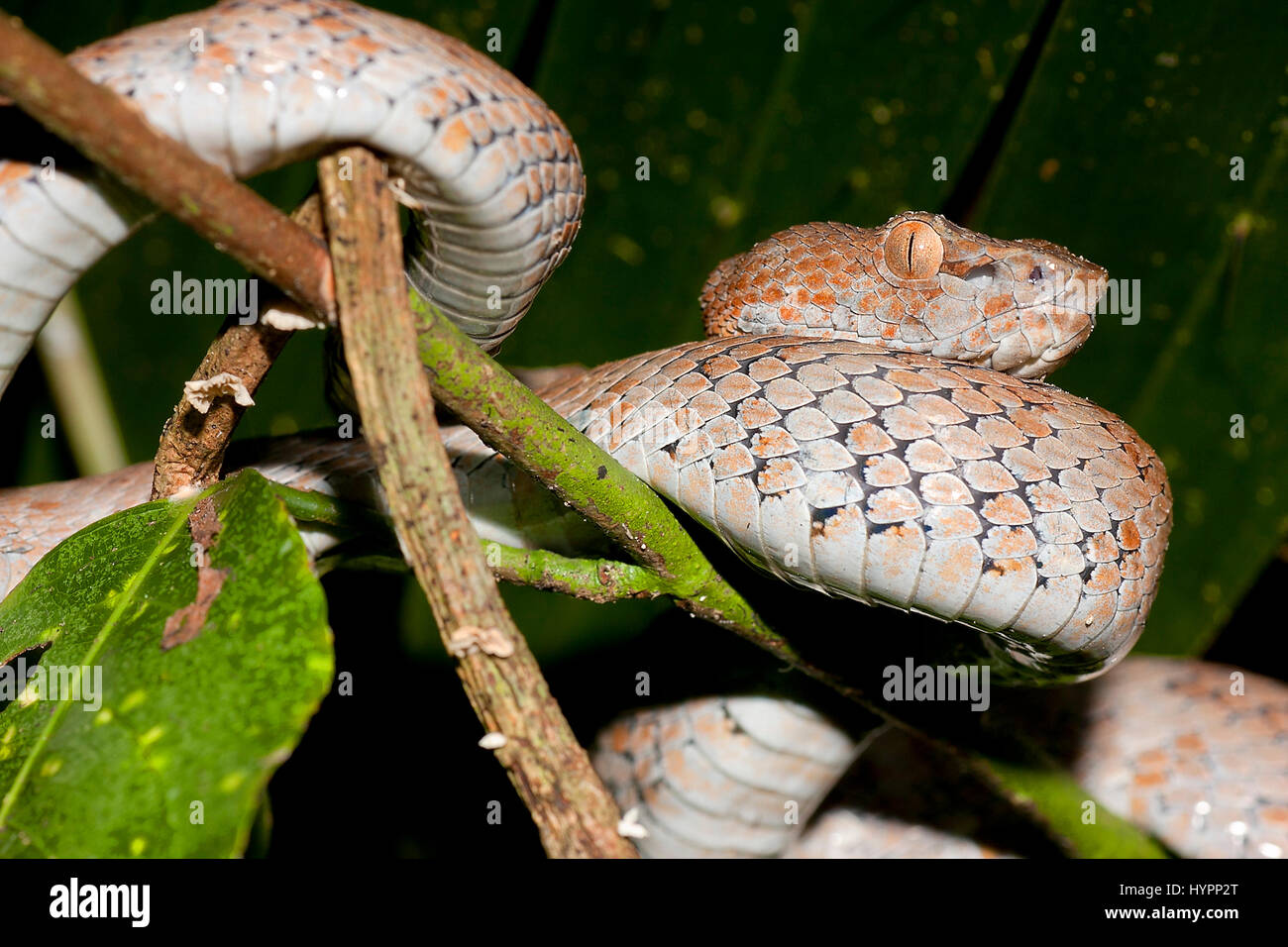 Andaman sea snake hi-res stock photography and images - Alamy