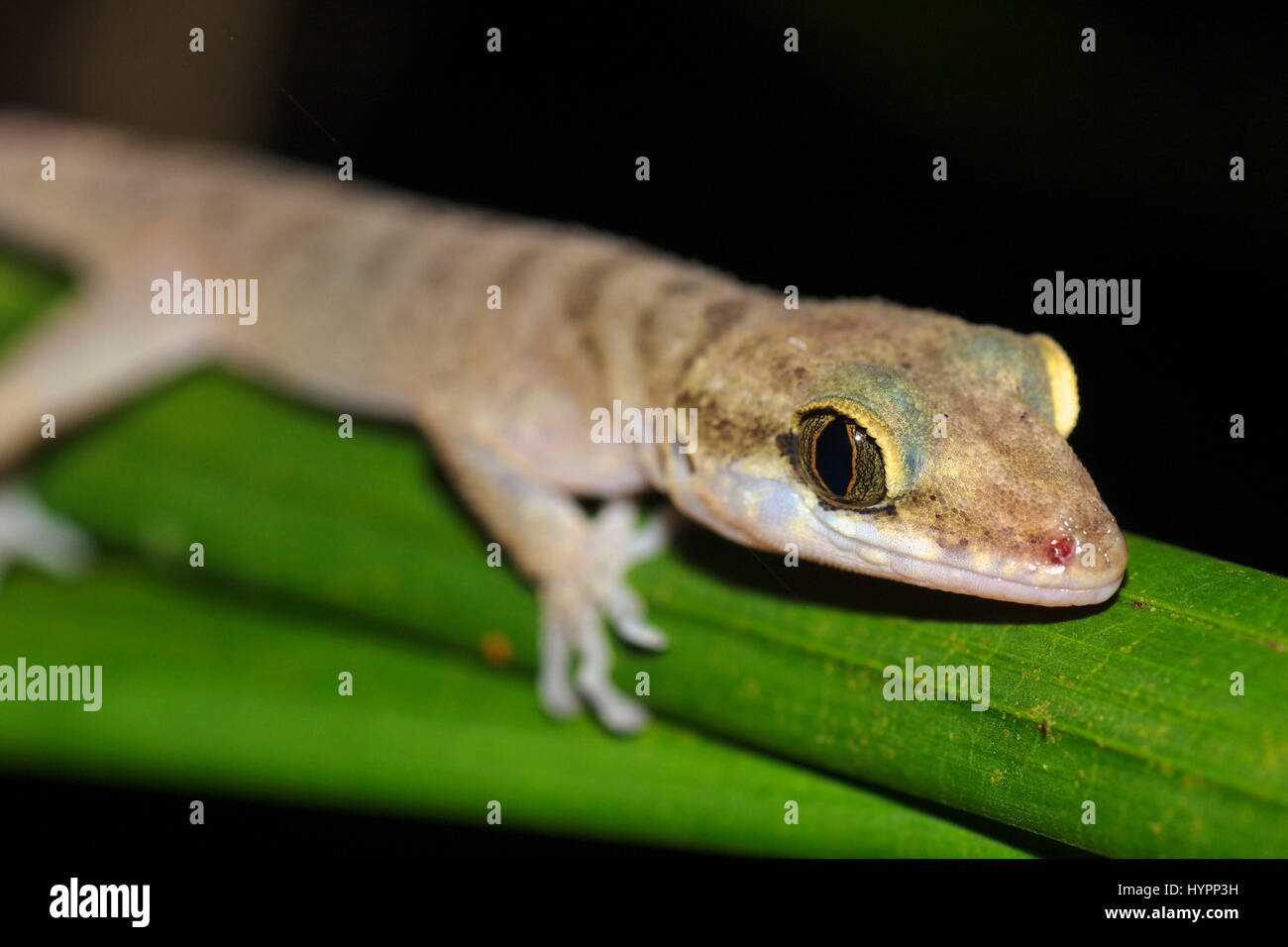 Gecko lizard in the night, Andaman rainforest, India Stock Photo - Alamy