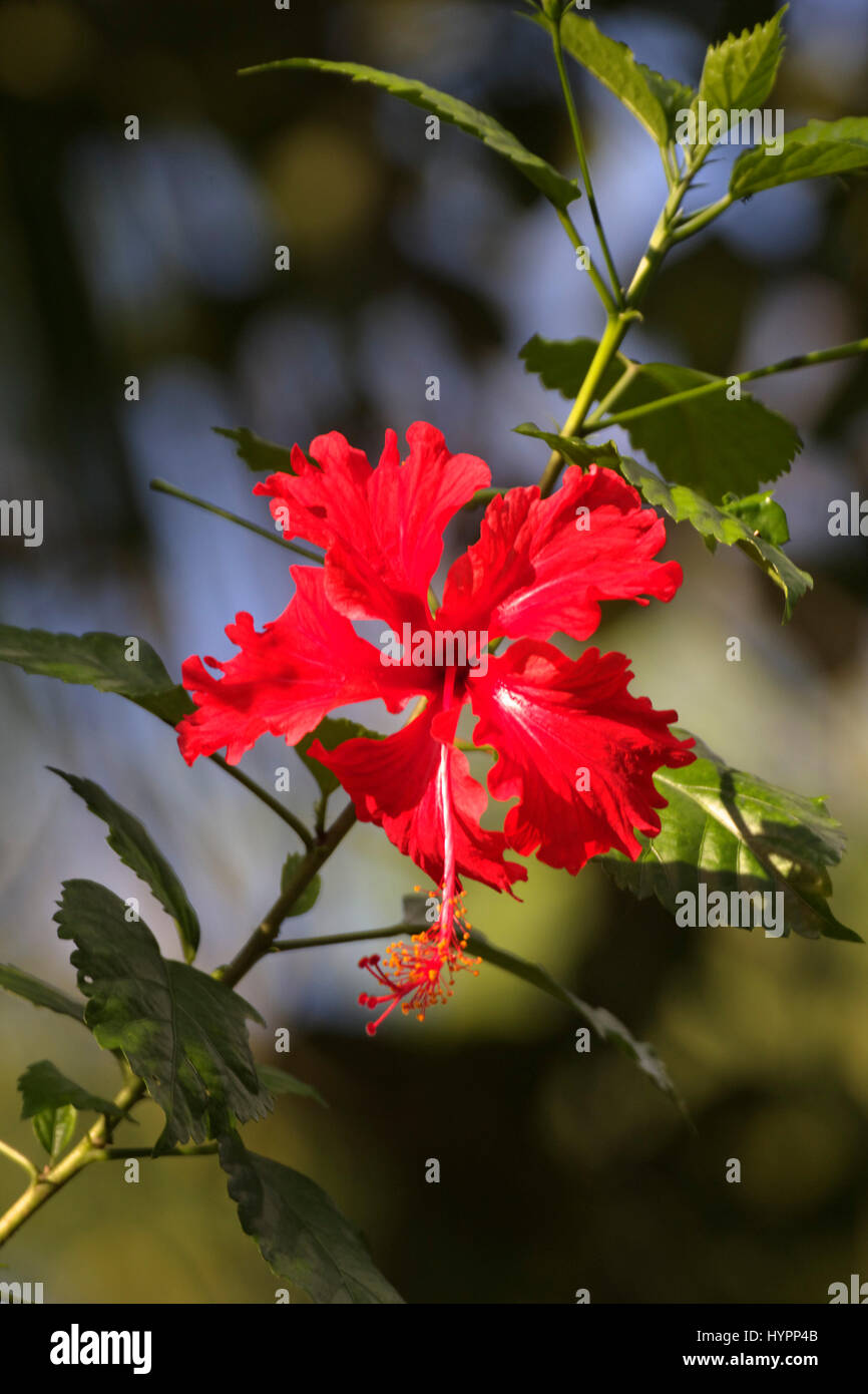 The hibiscus flower from Andaman Stock Photo - Alamy