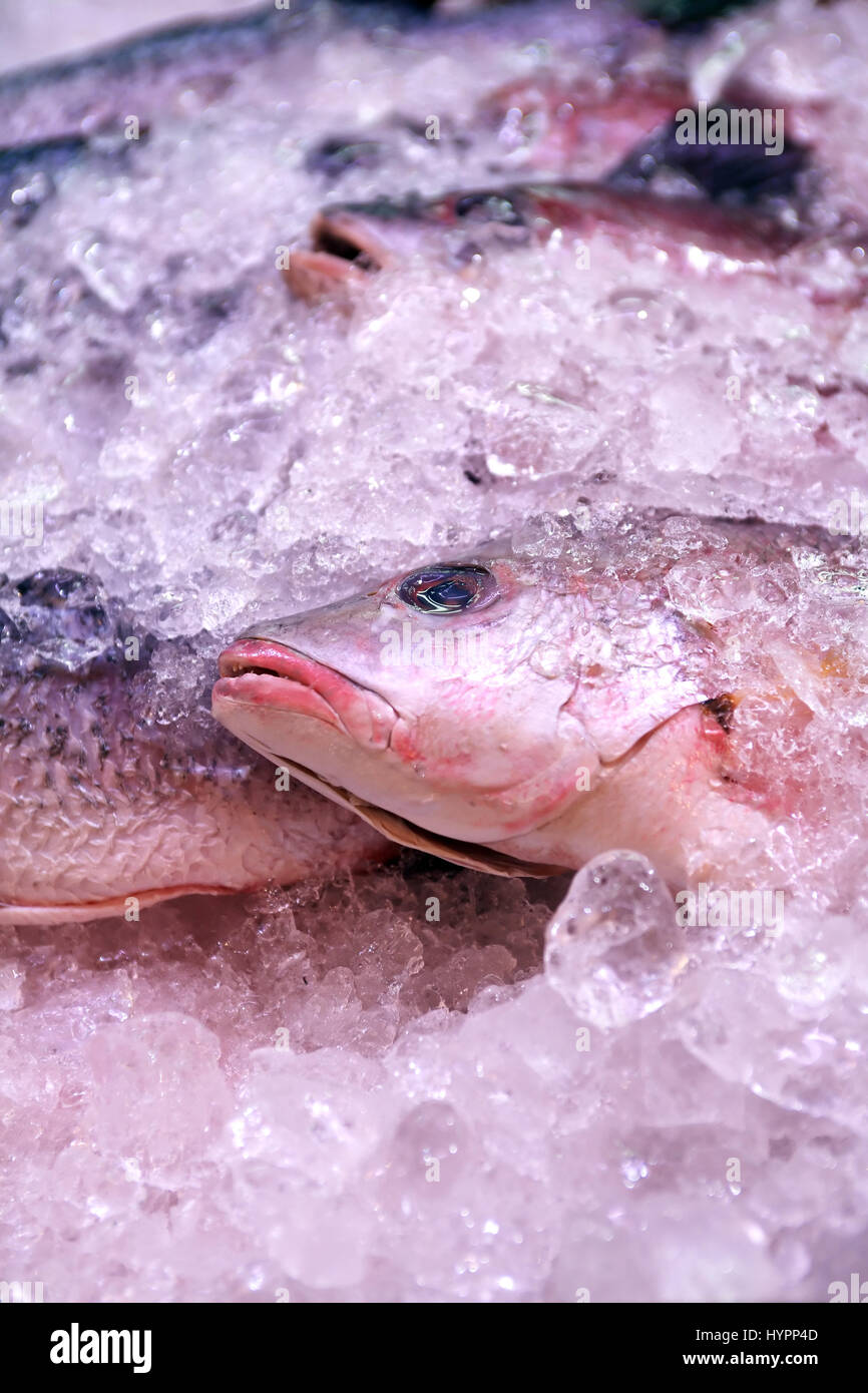 Closeup fish sea hi-res stock photography and images - Alamy